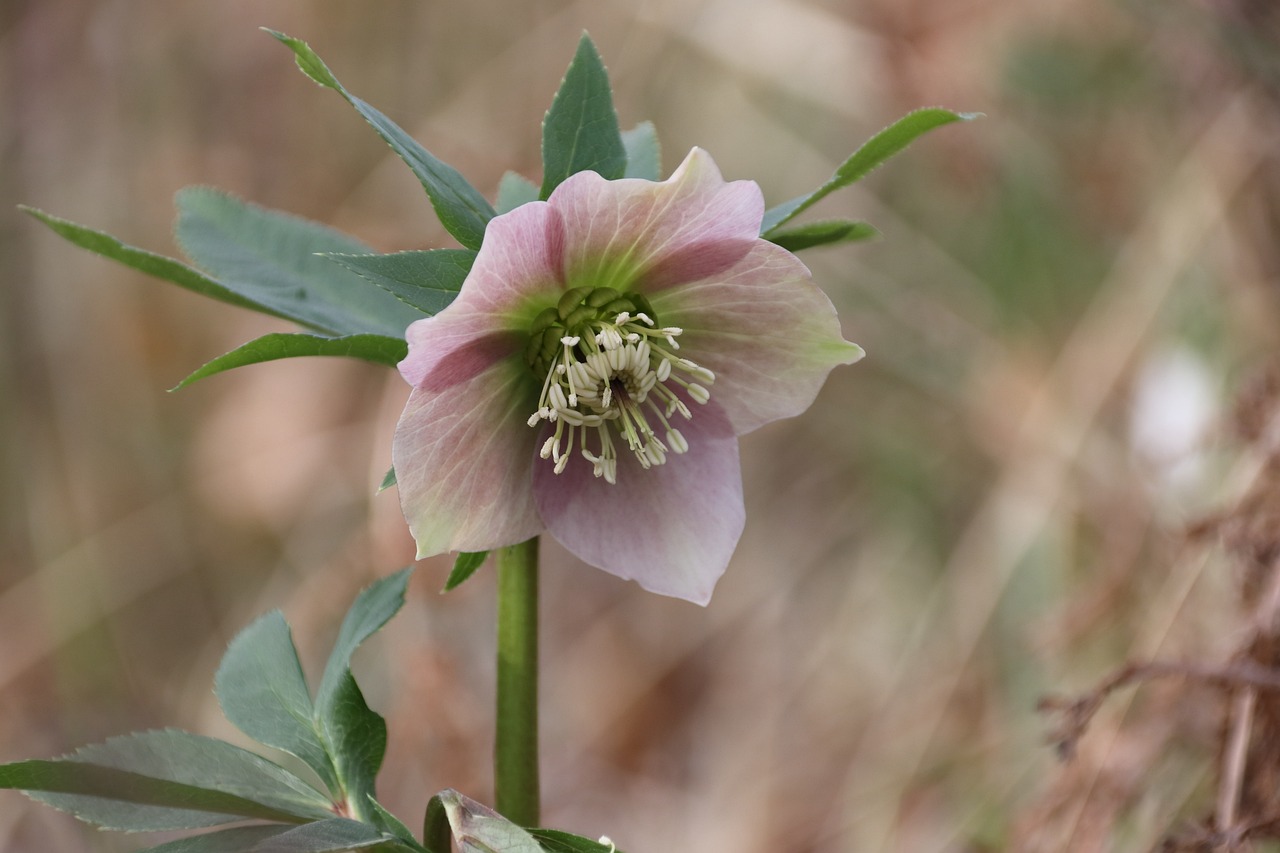 Hellebore Flowers Garden - Free photo on Pixabay - Pixabay