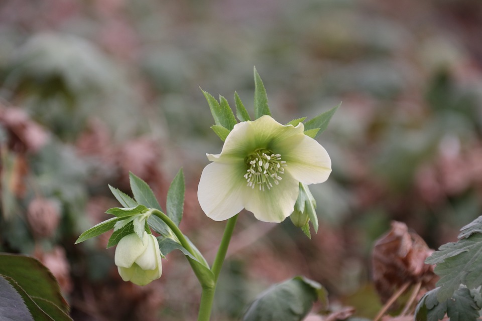 Hellebore Flowers Garden - Free photo on Pixabay