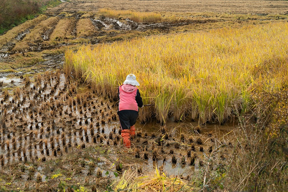 Rice Field Harvest Autumn - Free photo on Pixabay