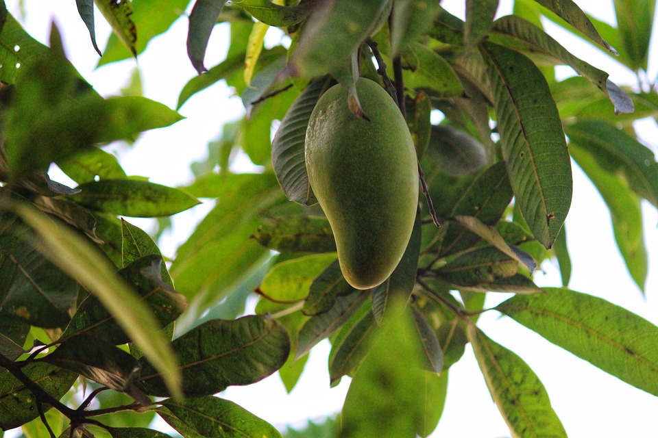 Mango Green - Free photo on Pixabay