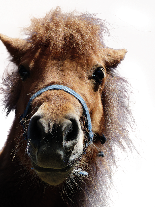Horse Animal Mammal - Free photo on Pixabay