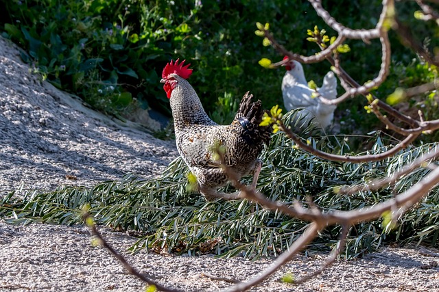 Des Oiseaux Poulets Poulet Les - Photo gratuite sur Pixabay - Pixabay