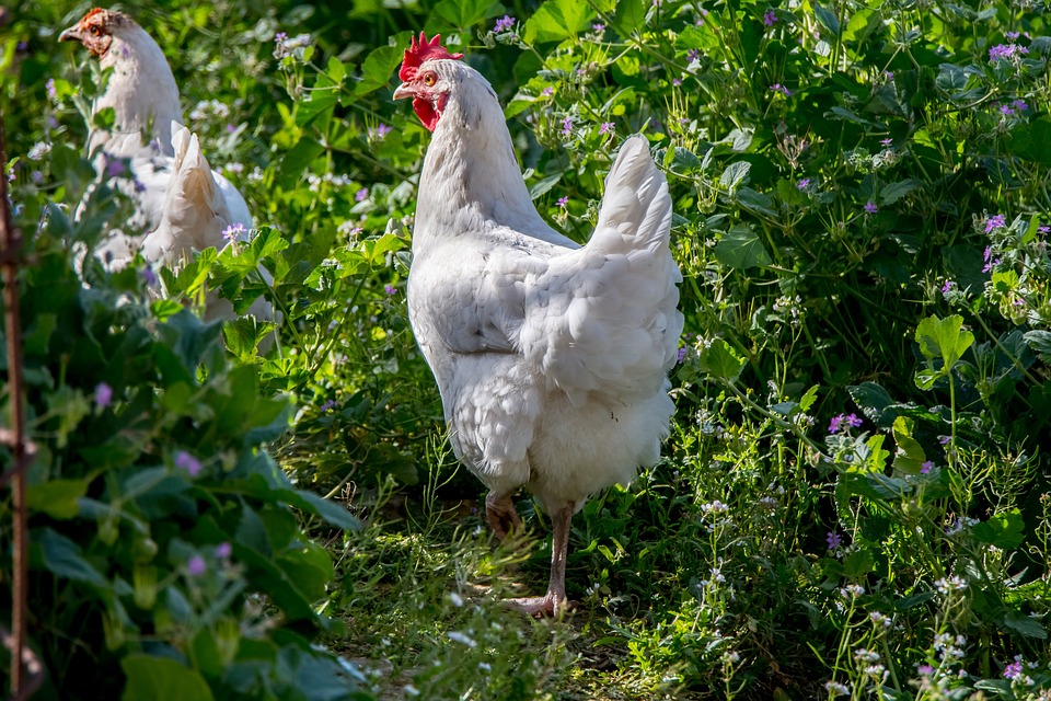 Des Oiseaux Poulets Poulet Les - Photo gratuite sur Pixabay