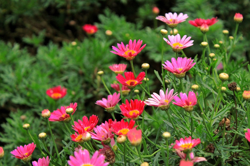 Flower Plant Natural - Free photo on Pixabay