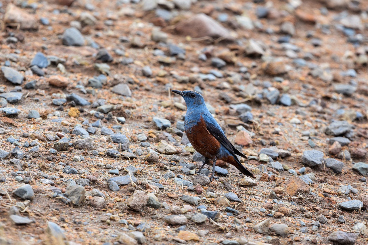 Animal Ground Stone - Free photo on Pixabay - Pixabay