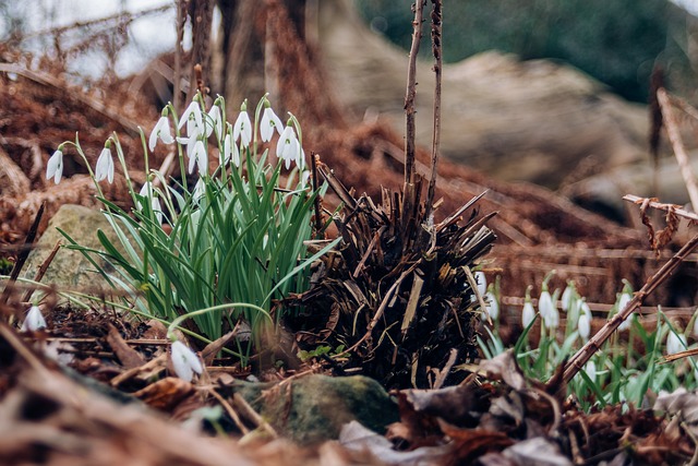 Perce-Neige Les Premières Fleurs - Photo gratuite sur Pixabay