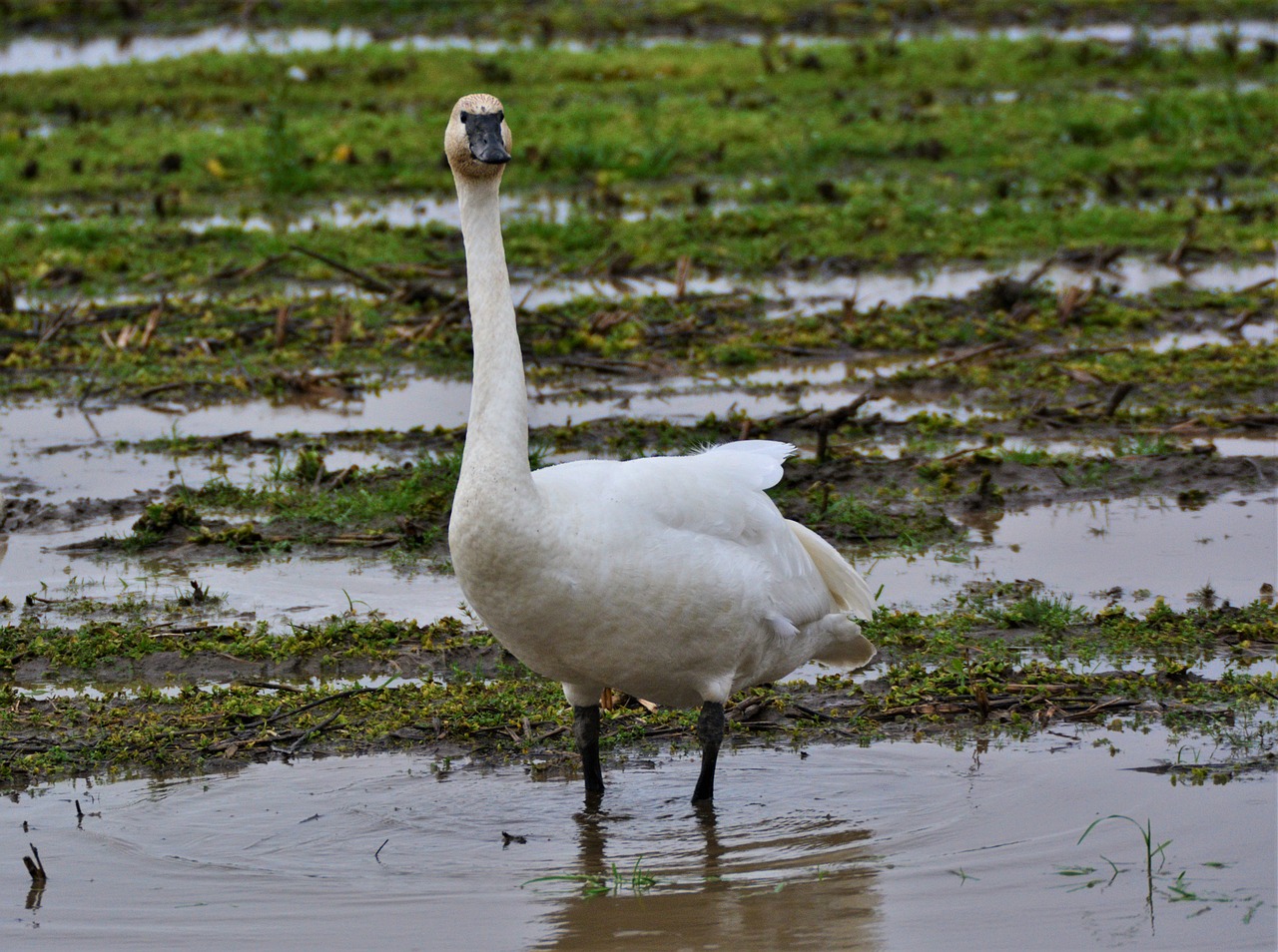 Trumpeter Swan Bird Nature - Free photo on Pixabay
