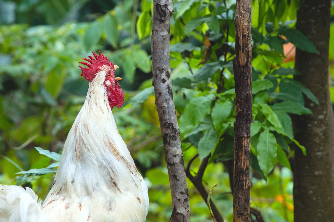 Gallo Oiseau La Nature Les - Photo gratuite sur Pixabay - Pixabay