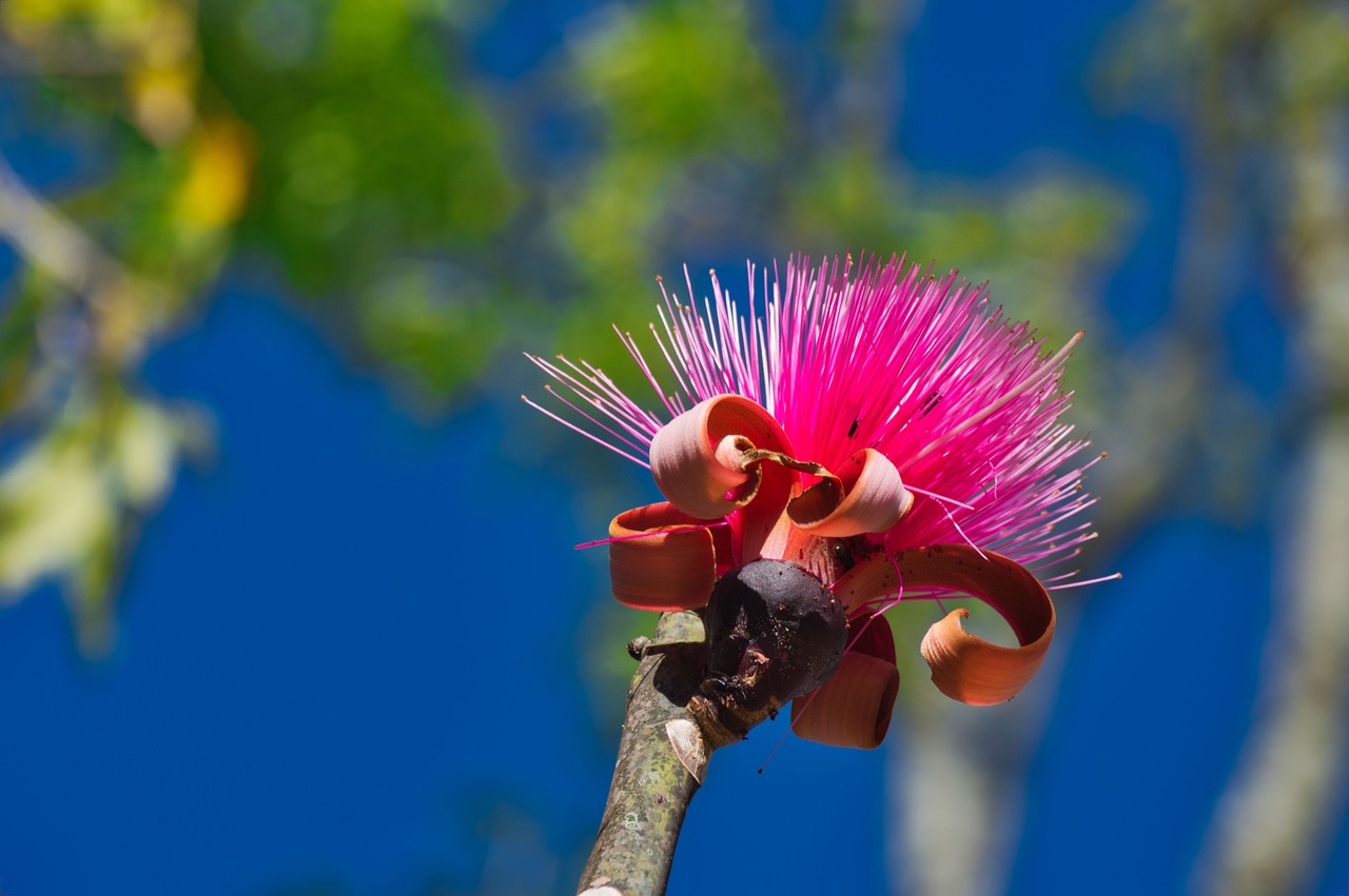 Costa Rica Planta Flor - Foto gratis en Pixabay - Pixabay