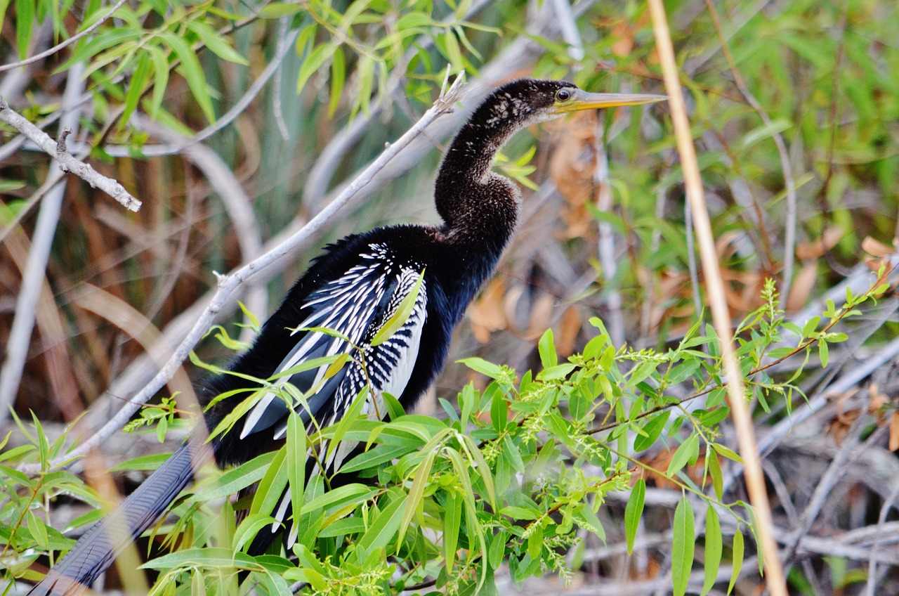Anihinga Bird Everglades Np - Free photo on Pixabay