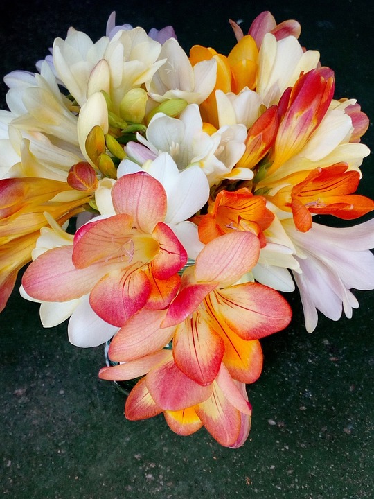 Gorgeous Freesias Bright Flowers - Free photo on Pixabay