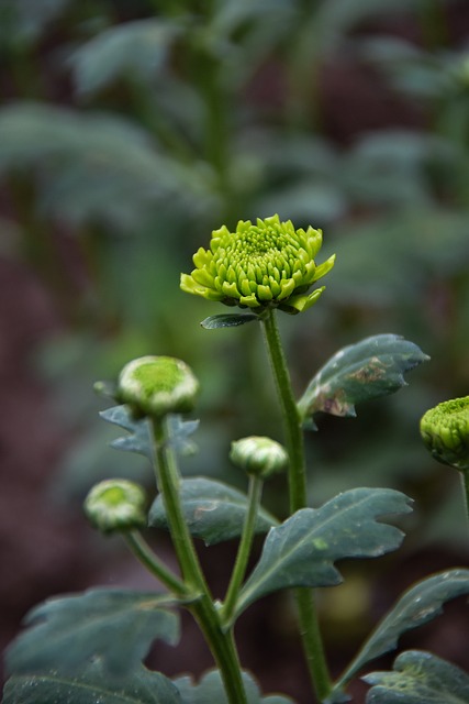 Green Mums Grass Garden - Free photo on Pixabay