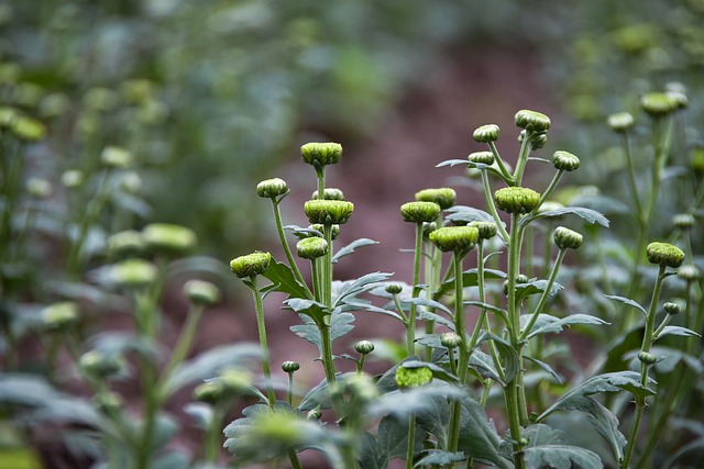 Green Mums Grass Garden - Free photo on Pixabay