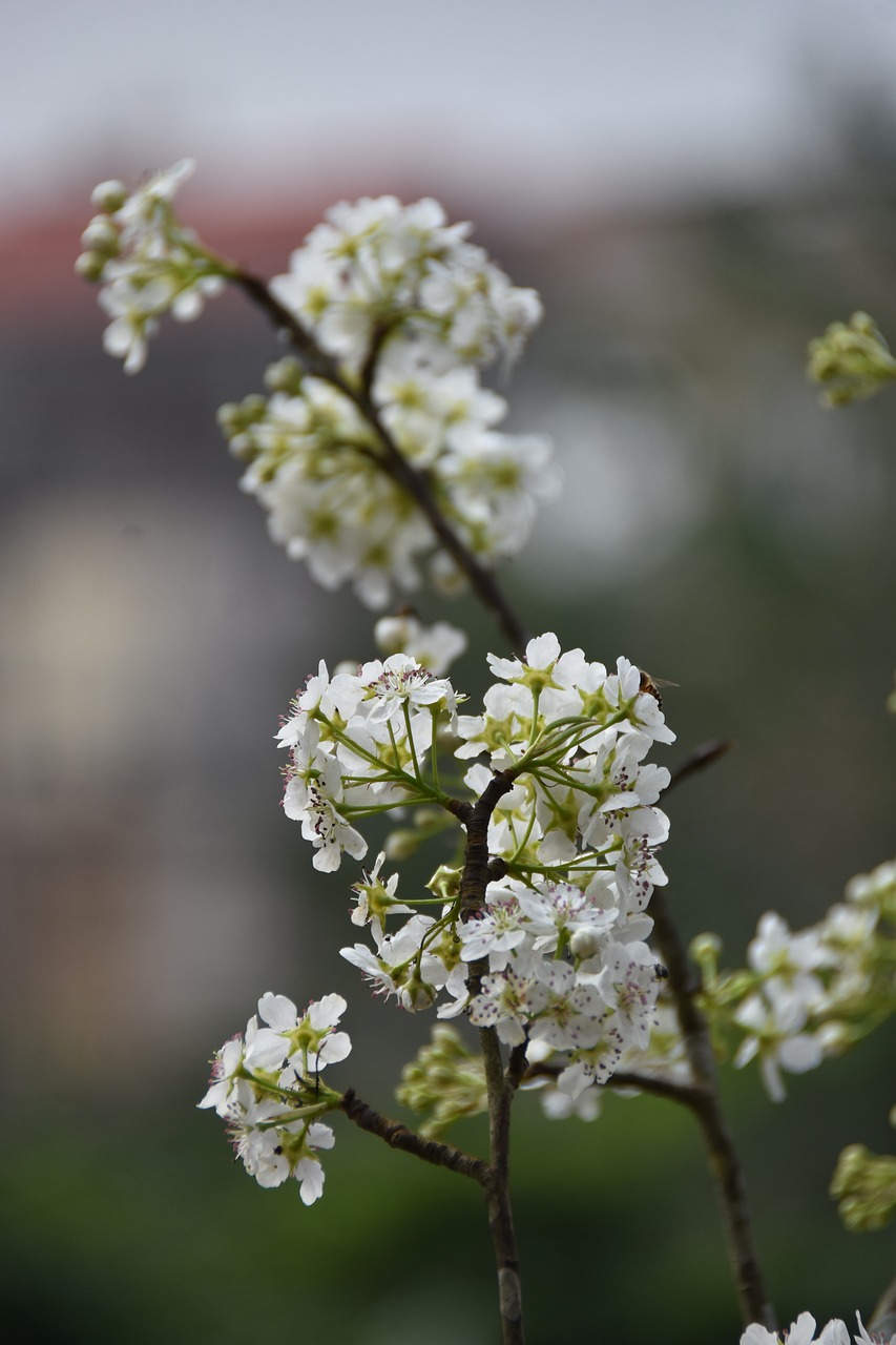 Pêra Flor Primavera Branco - Foto gratuita no Pixabay - Pixabay
