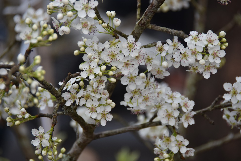 Flor De Pera Primavera Blanco - Foto gratis en Pixabay