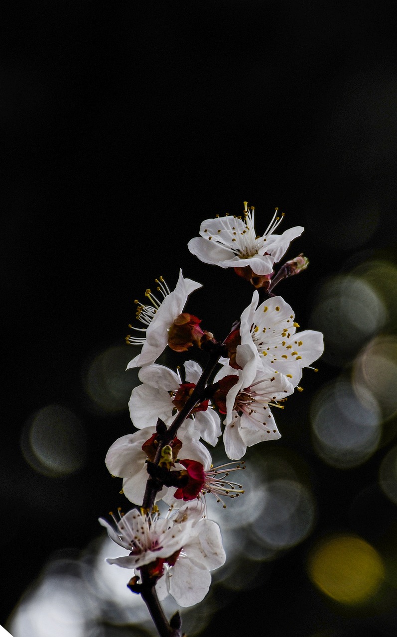 Apricot Flower Flora - Free photo on Pixabay