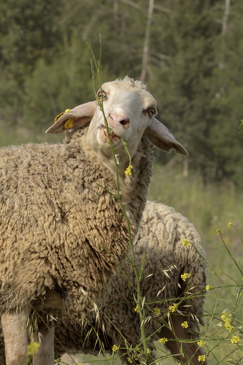 Ovelha Animais Da Quinta Animal - Foto gratuita no Pixabay - Pixabay