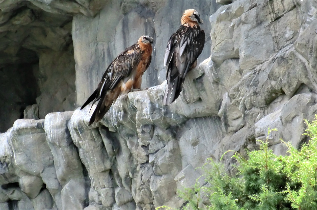 60+ Free Vögel Österreich & Austria Images - Pixabay