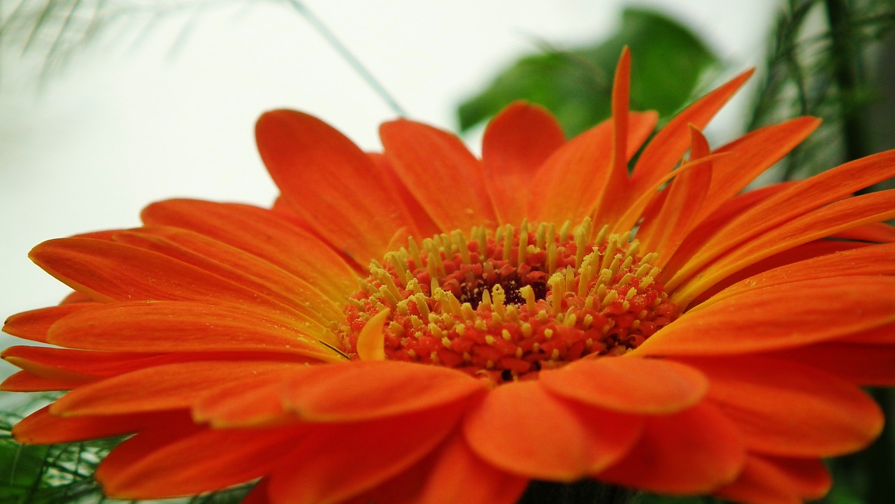 Orange Gerbera Flower - Free photo on Pixabay