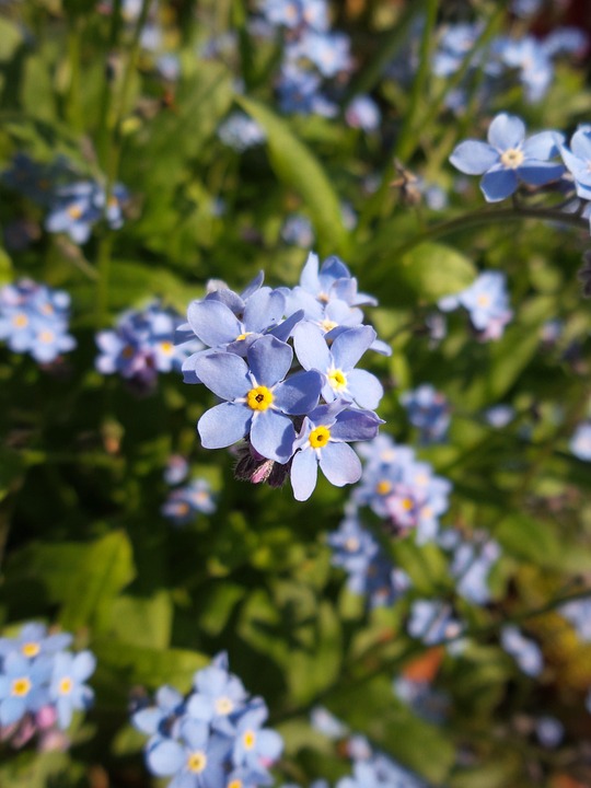 Forget-Me-Not Spring Bloom - Free photo on Pixabay - Pixabay