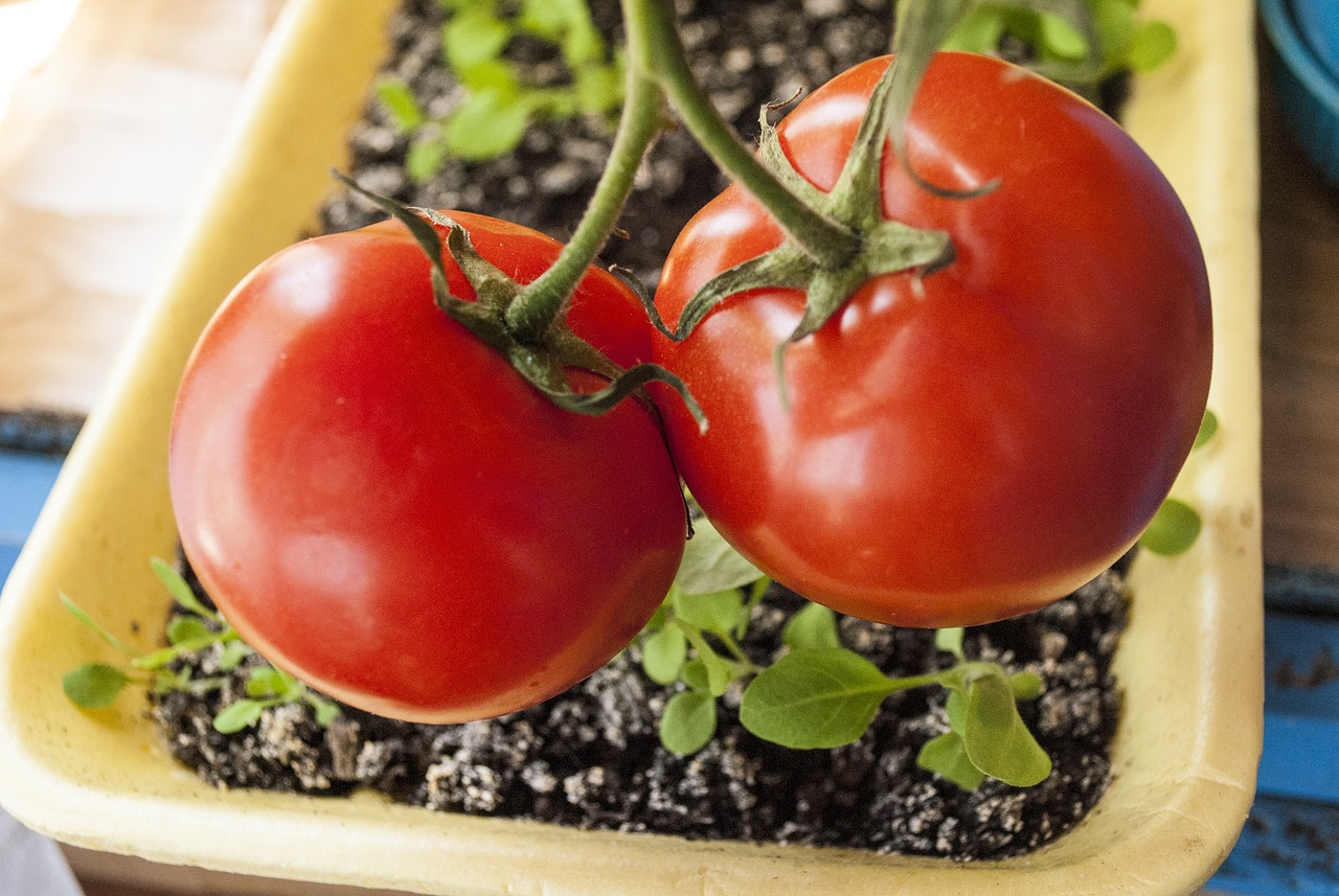 Tomate Rot Gemüse - Kostenloses Foto auf Pixabay - Pixabay