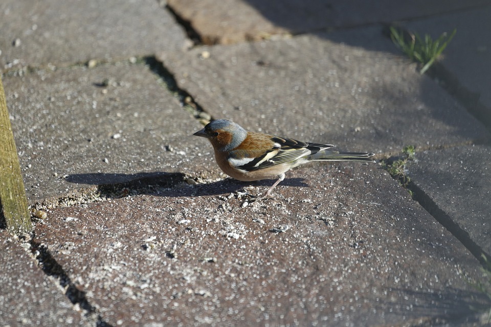 Gimpel Vogel Natur - Kostenloses Foto auf Pixabay - Pixabay