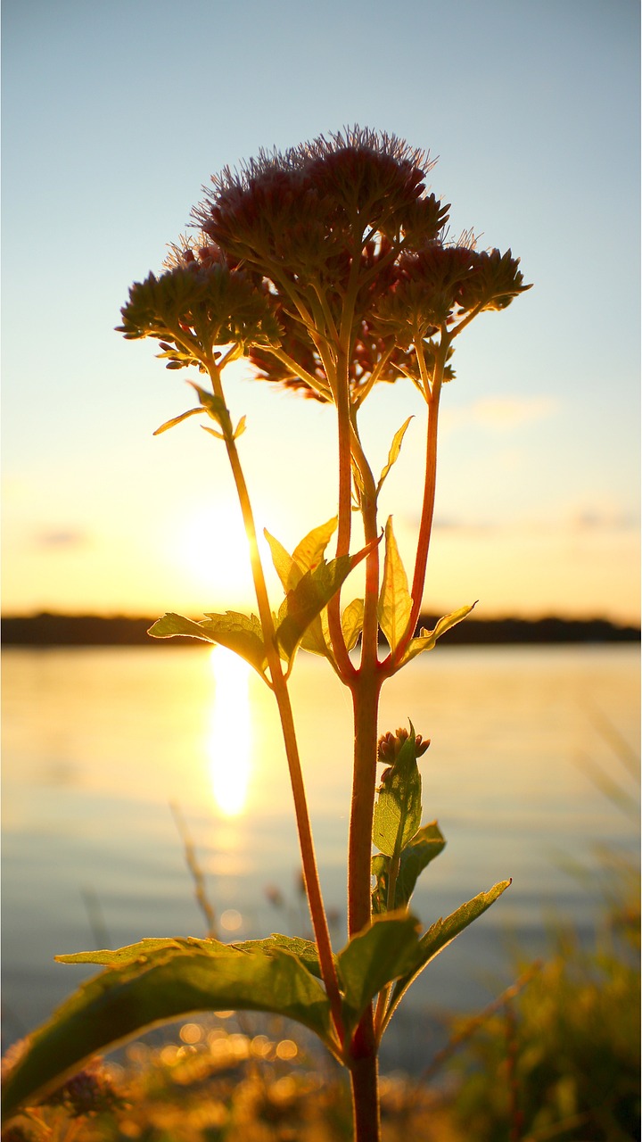 Flower In Sunset Sunrise - Free photo on Pixabay