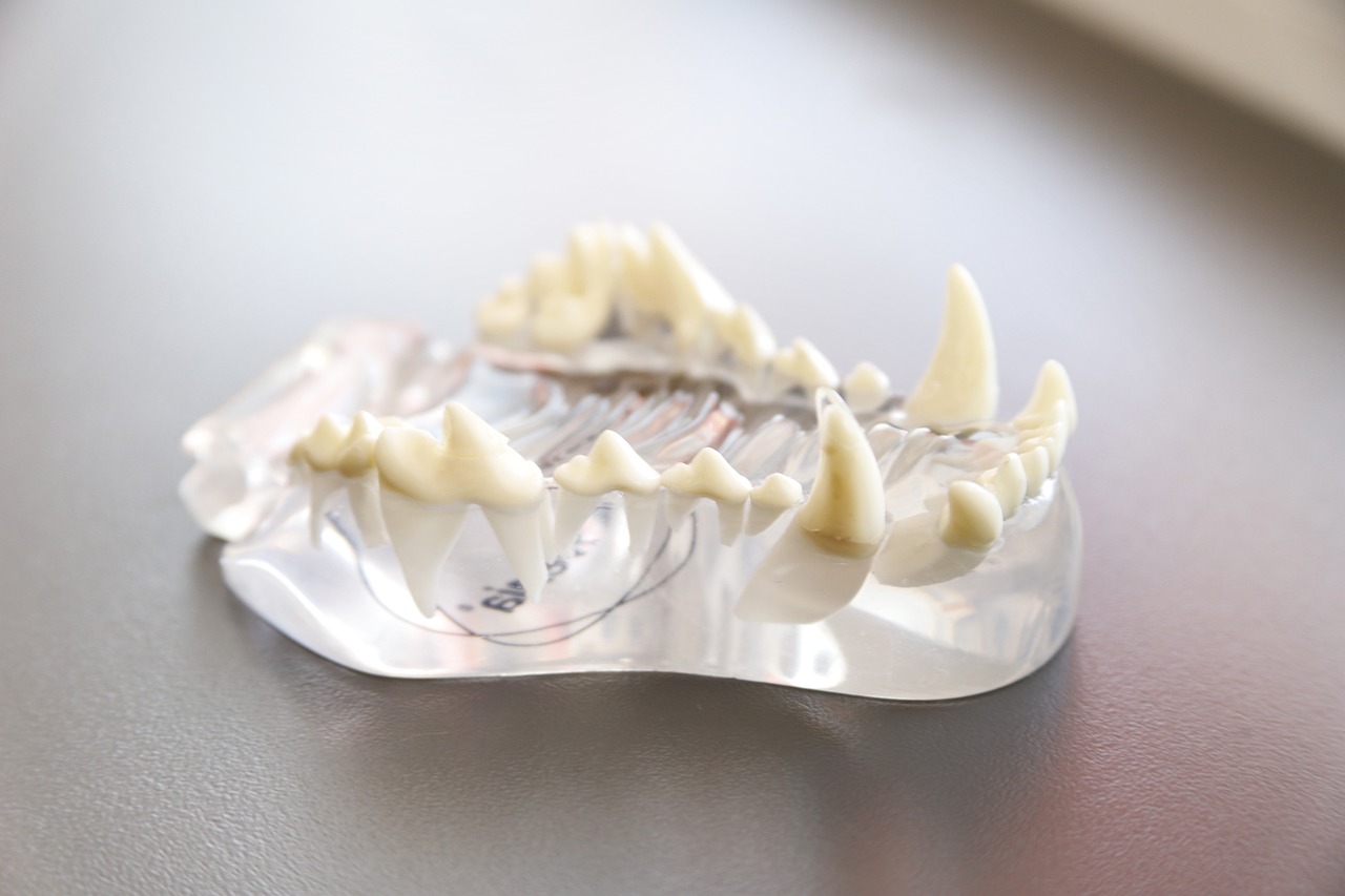 Tooth Model Grazing Animals - Free photo on Pixabay