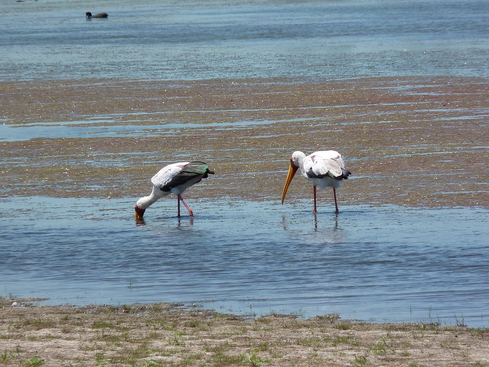 Insatiable Saint Ibis - Photo gratuite sur Pixabay - Pixabay