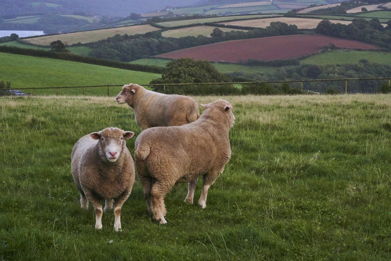 300+ Free Devon & Nature Photos - Pixabay