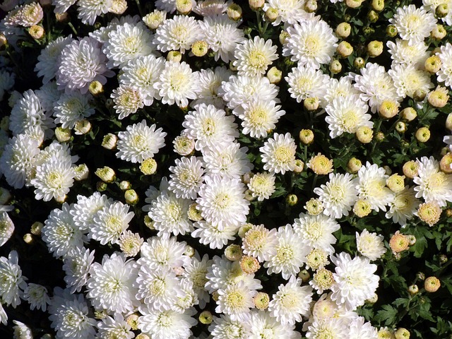 Crisântemo Flor Jardim - Foto gratuita no Pixabay - Pixabay
