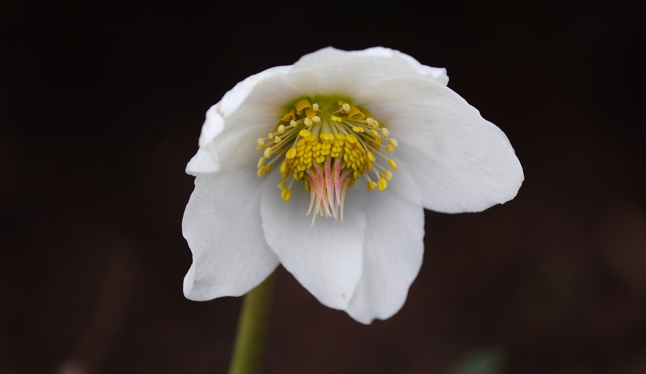 Schneerose Helleborus Niger - Kostenloses Foto auf Pixabay - Pixabay