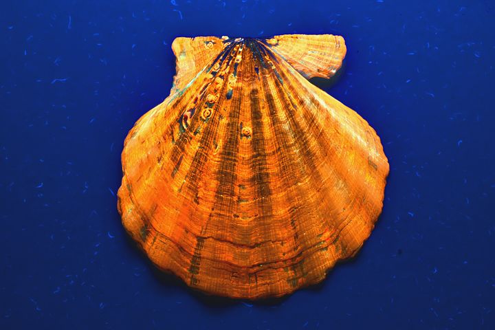 200+ Free Scallop & Seashell Images - Pixabay