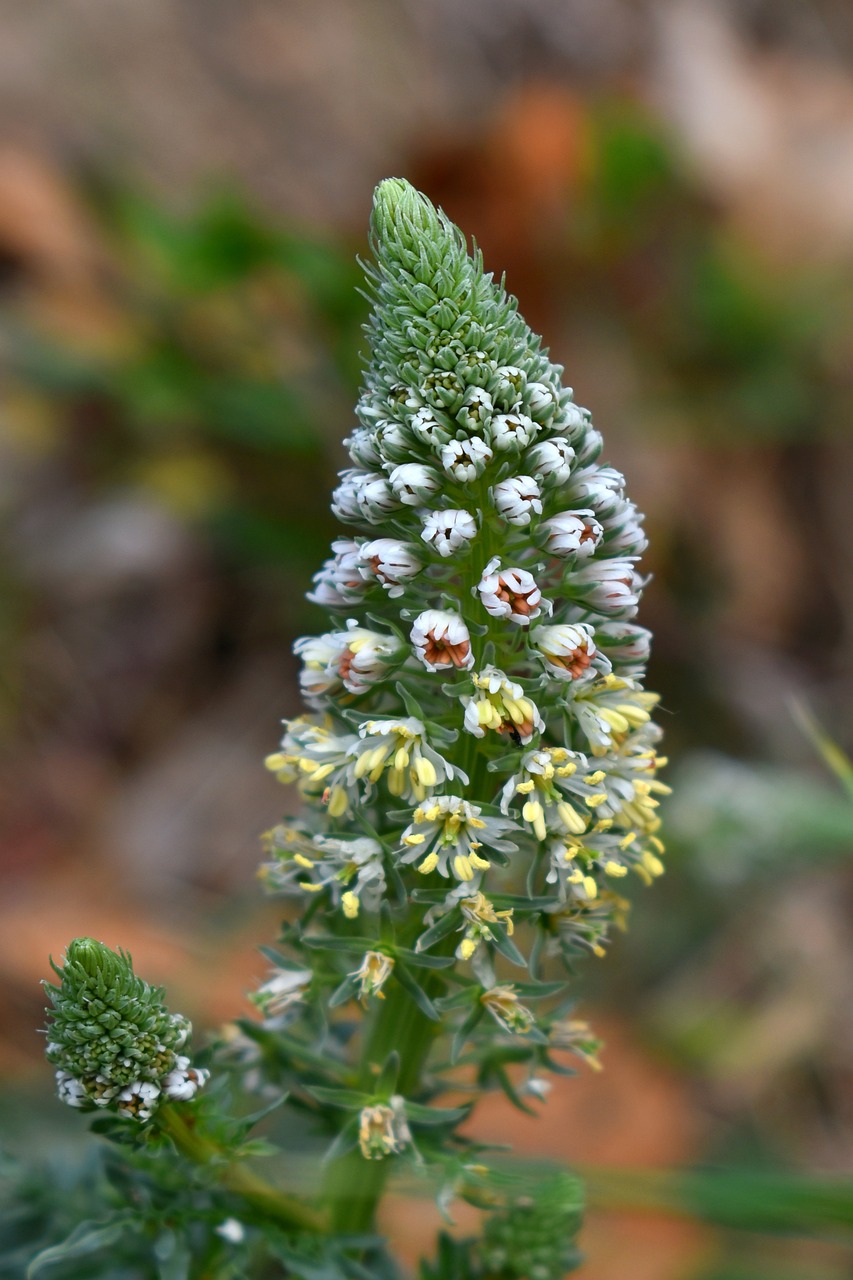 6+ Free Reseda Vækst & Reseda Images - Pixabay
