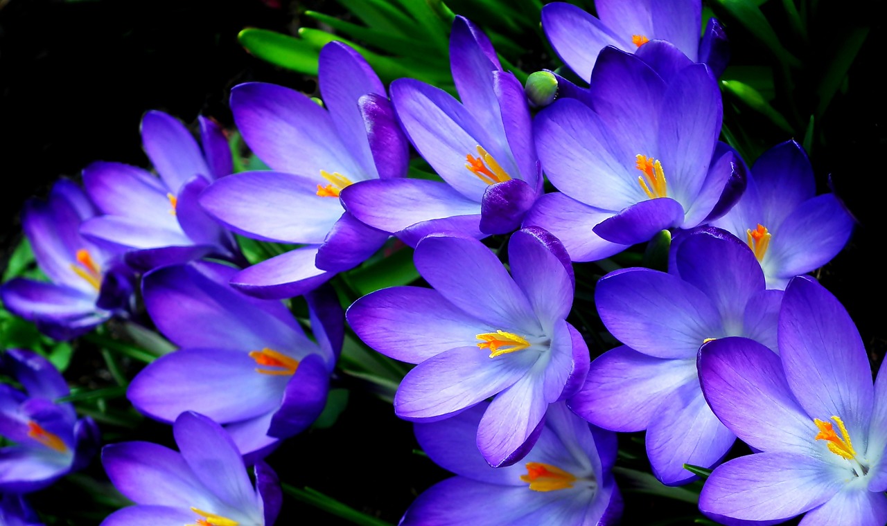 Crocus Fleurs Le Printemps - Photo gratuite sur Pixabay - Pixabay