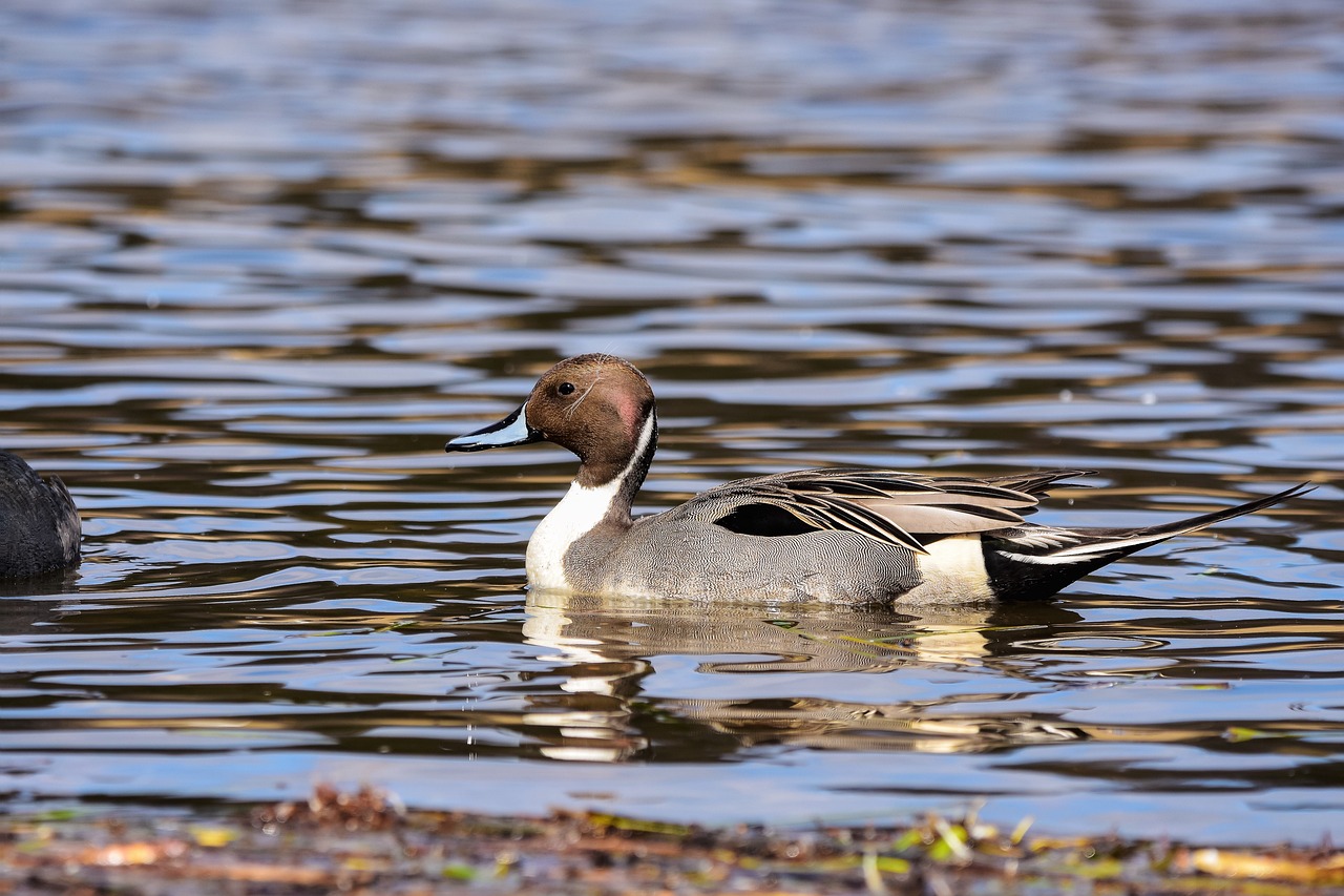 10,000+ Free Pintail Duck & Duck Photos - Pixabay