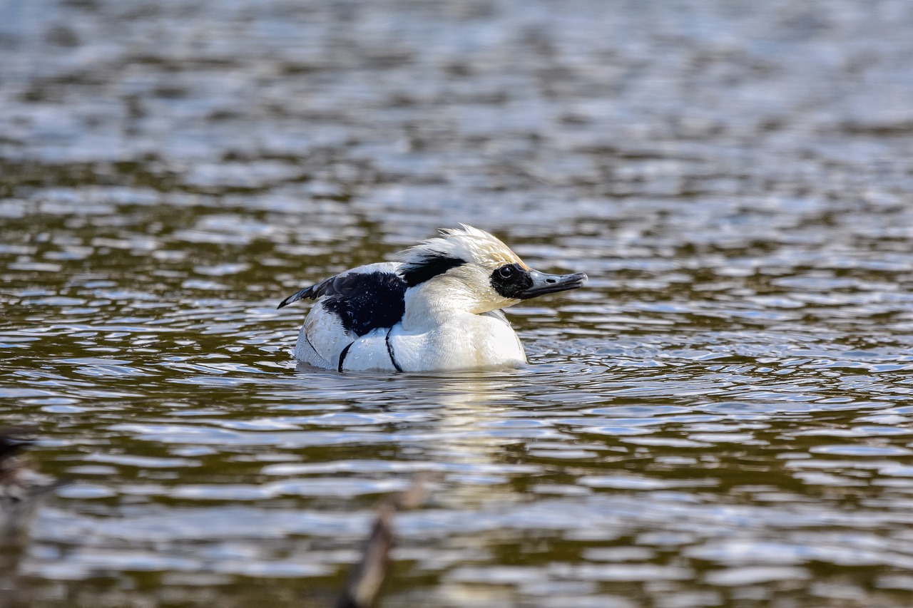 Animal Pond Water - Free photo on Pixabay