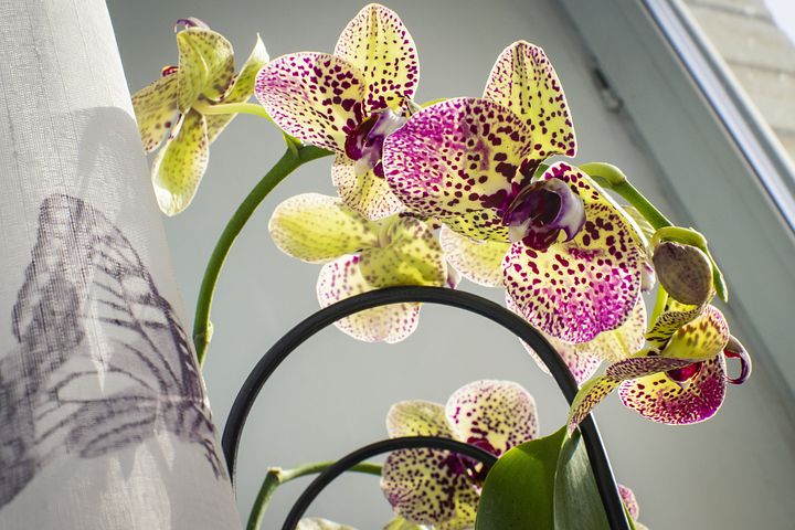 100+ Free Beautiful Home Flowers & Flower Images - Pixabay