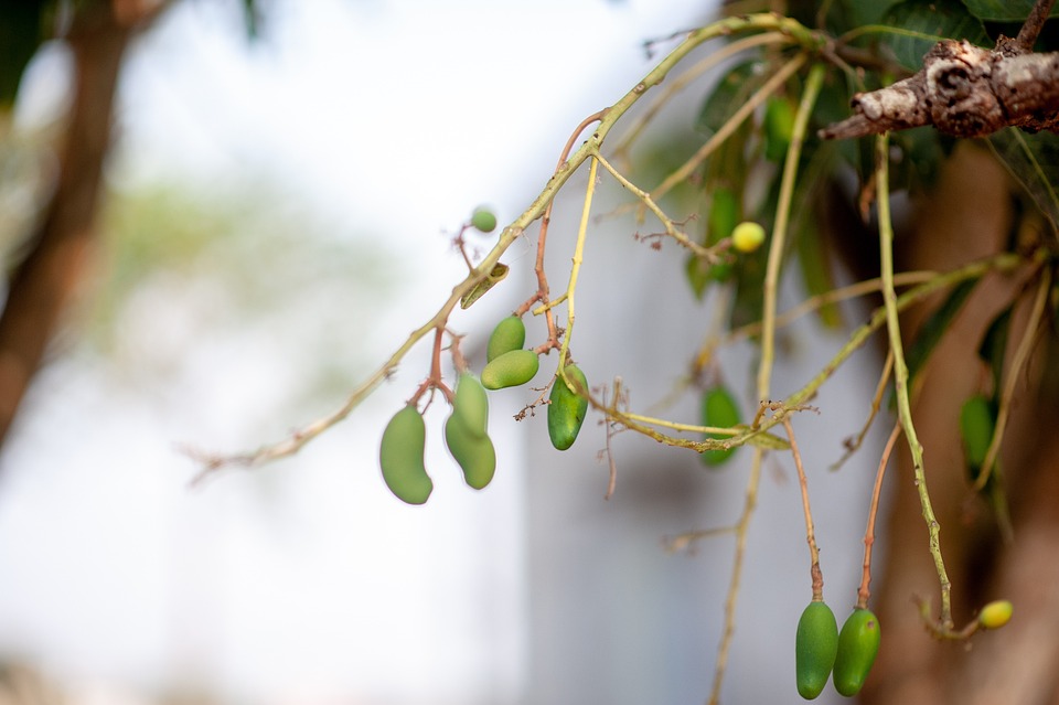 Pohon Daun Hutan - Foto gratis di Pixabay