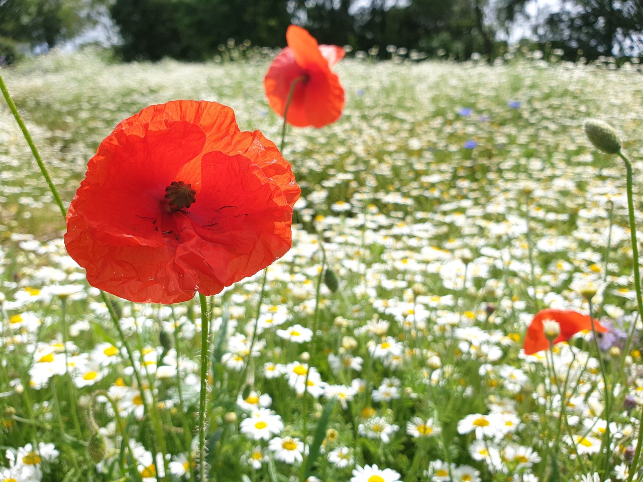Coquelicot Fleur Sauvage Nature - Photo gratuite sur Pixabay - Pixabay