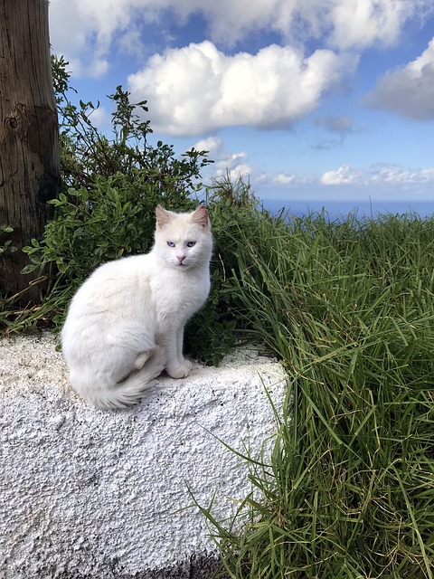 Cat Heaven Nature Domestic - Free photo on Pixabay