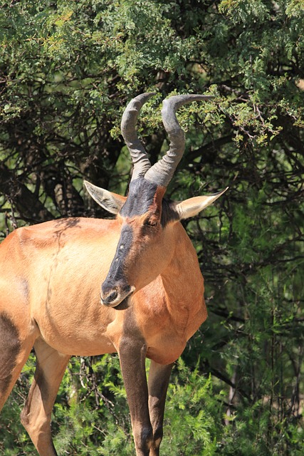 Hartebeest Animal Africa - Free photo on Pixabay