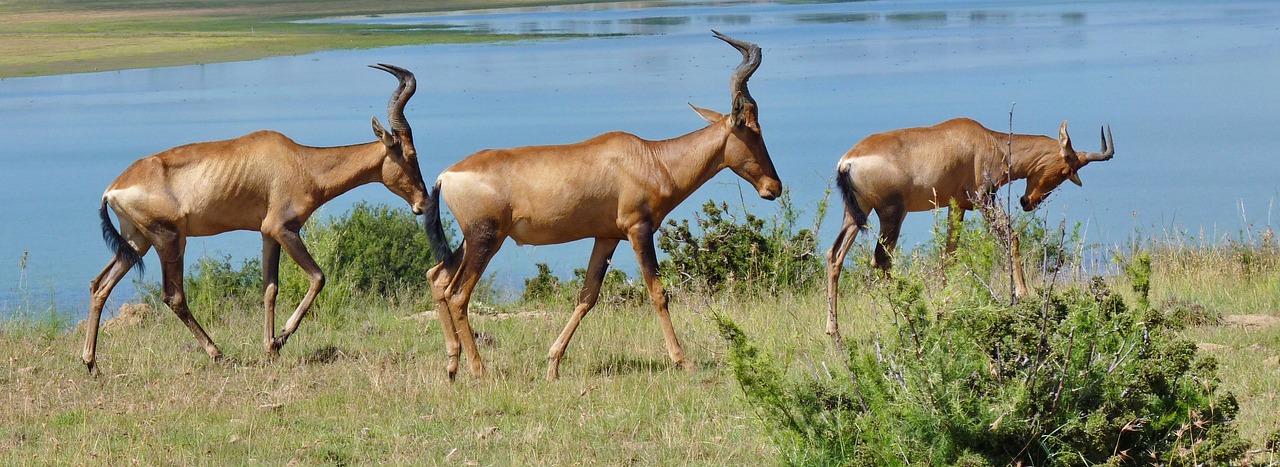 Red Hartebeest Antelopes Africa - Free photo on Pixabay - Pixabay