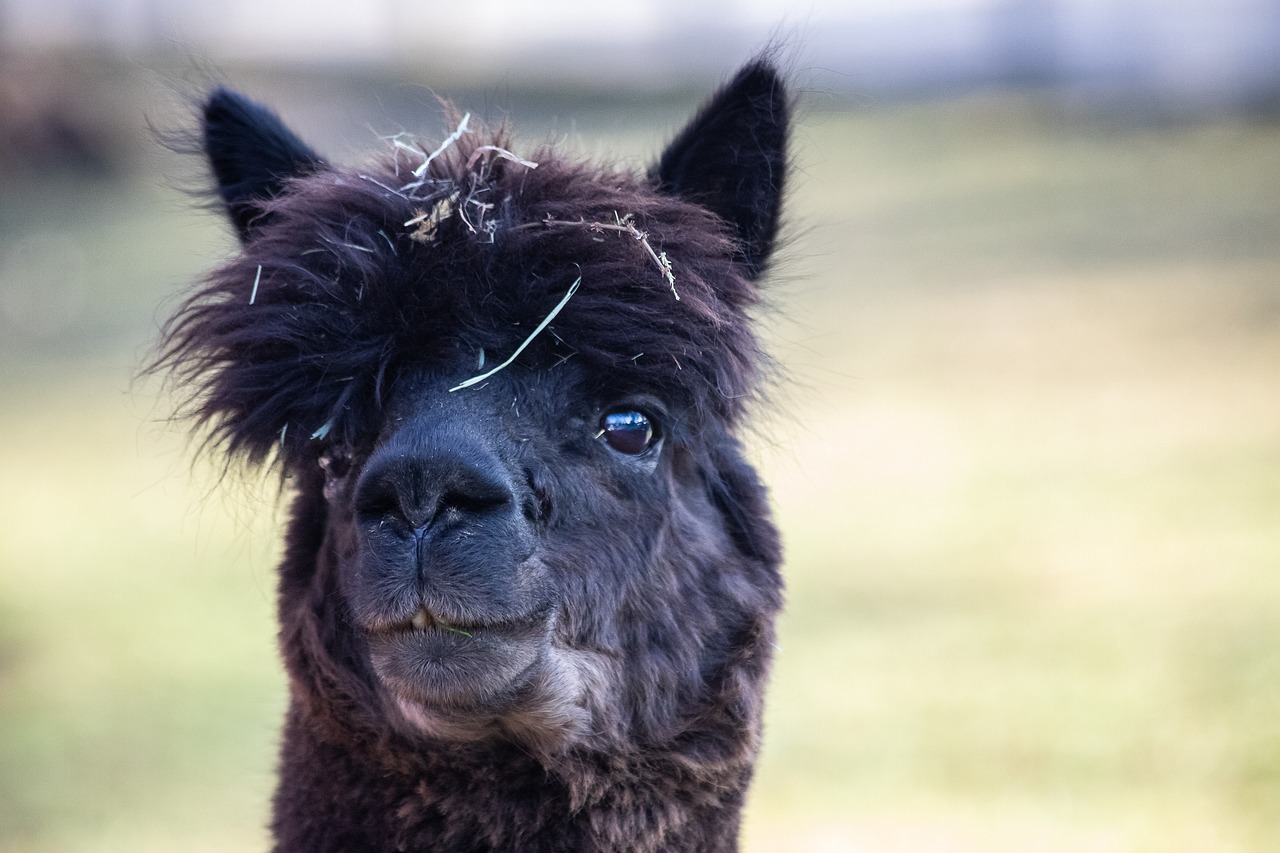 Alpaca Zoogdier Dier Dieren In Het - Gratis foto op Pixabay - Pixabay