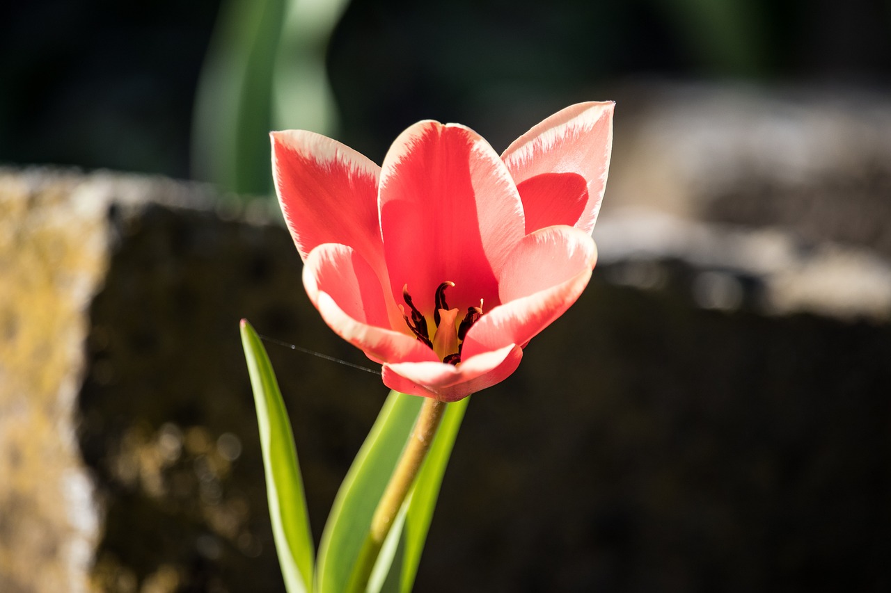 Tulipe Fleur Plante Ornementale - Photo gratuite sur Pixabay - Pixabay