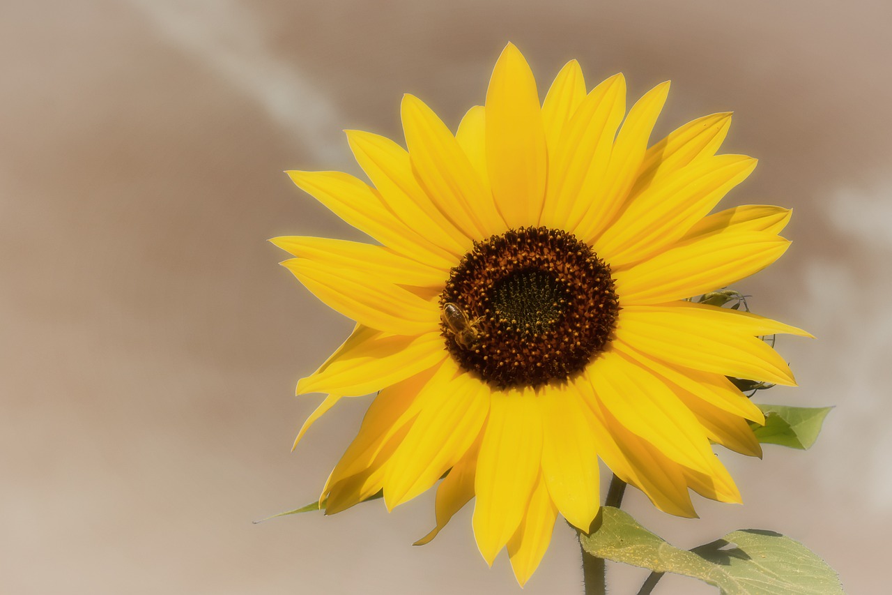 900+ Free Sunflower Seeds & Sunflower Images - Pixabay