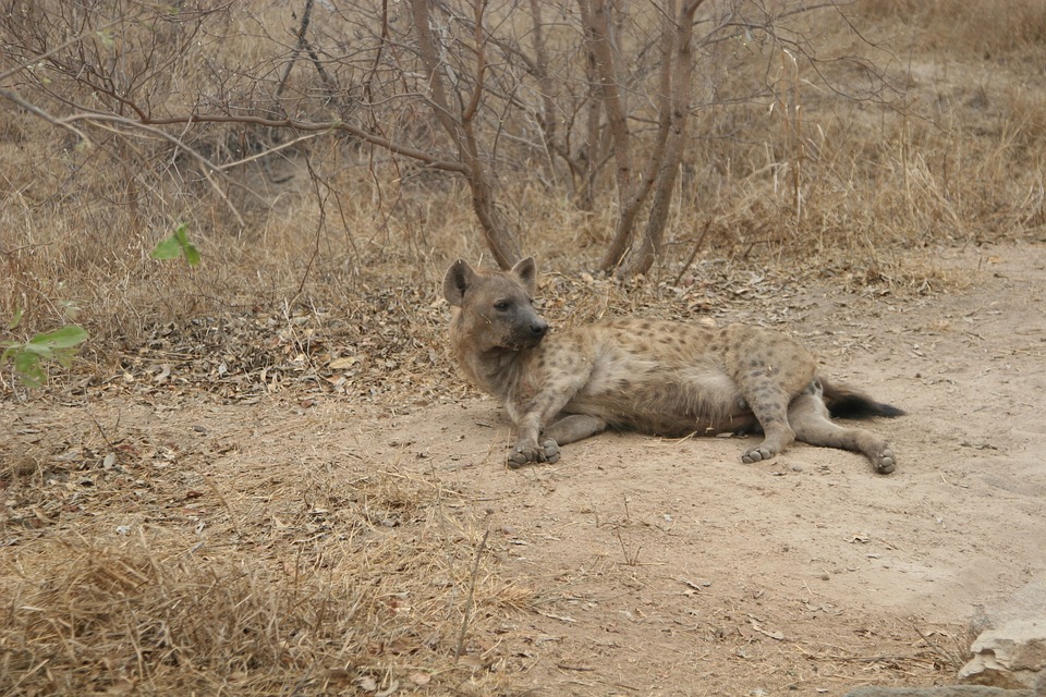 Hyena Margasatwa - Foto gratis di Pixabay - Pixabay