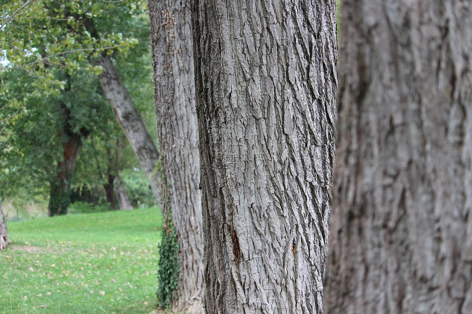 Baum Natur Wald - Kostenloses Foto auf Pixabay