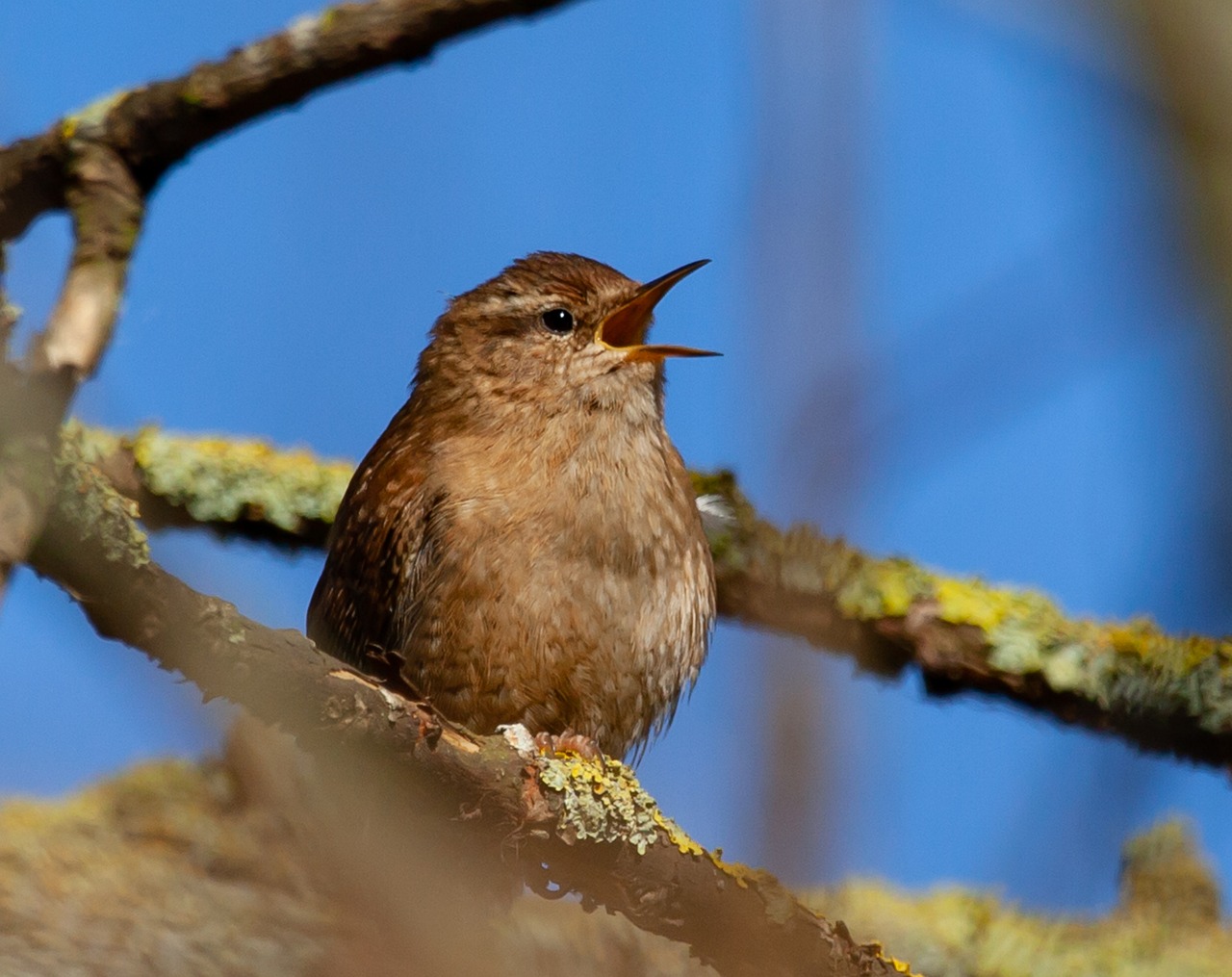 Wren Eurasian Jenny - Free photo on Pixabay