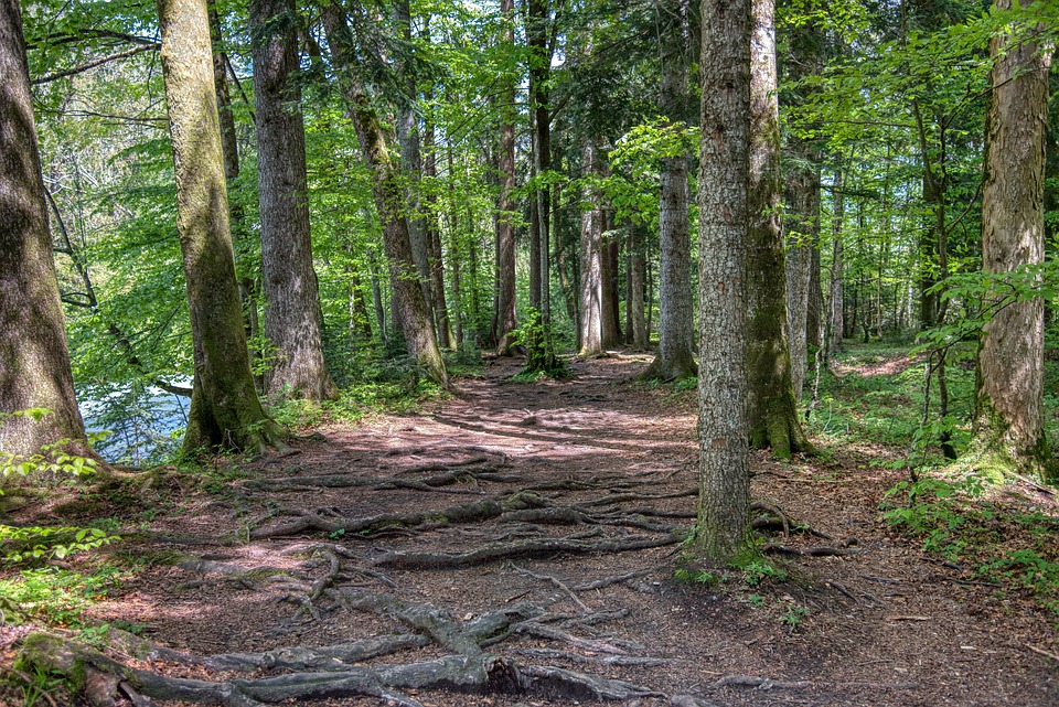 Waldweg Bäume Landschaft - Kostenloses Foto auf Pixabay